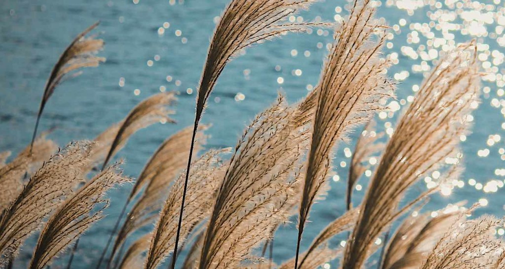 A Bruised Reed… – Broken & Sown